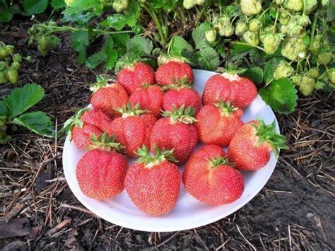 5 народных рецептов от болезней клубники