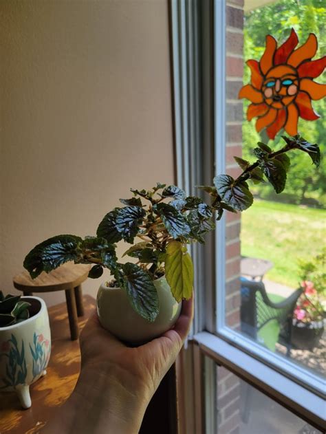 Tiny Gem Begonia R Houseplants
