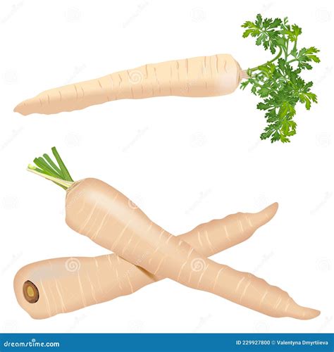 Set Of Parsnips For Banners Flyers Posters Cards Whole Half And