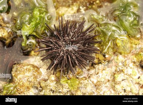 Class Echinoidea Fossils Class Echinoidea Fossils