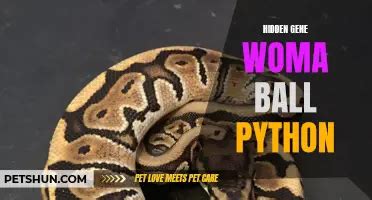 Demystifying The Art Of Sexing Ball Pythons A Guide For Reptile Enthusiasts PetShun