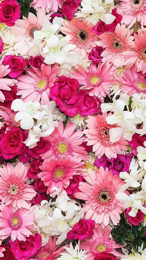 Beautiful Pink Flowers Wallpapers Top Free Beautiful Pink Flowers