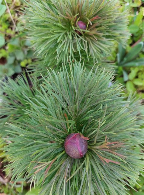 Пионы сорта и виды как выращивать ухаживать и как бороться с заболеваниями пионов