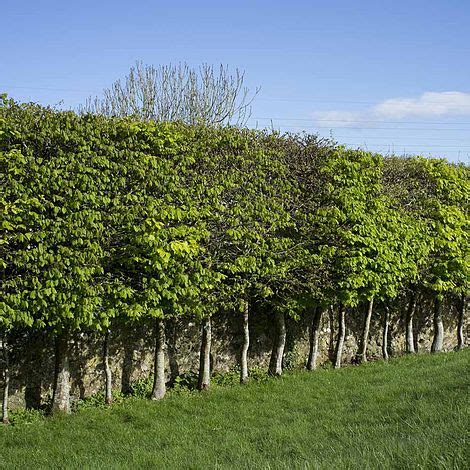 Hornbeam Hedge Plants Carpinus Betulus The Best Picture Of Beam
