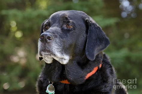 Black Lab Photograph By Les Palenik Fine Art America
