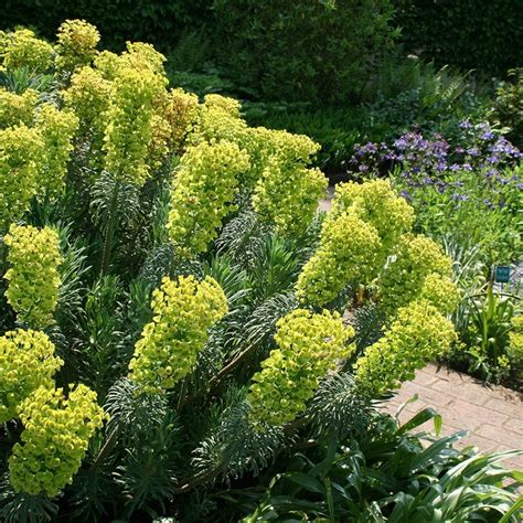 Euphorbia Pflegeleicht Fangblatt Kupeg