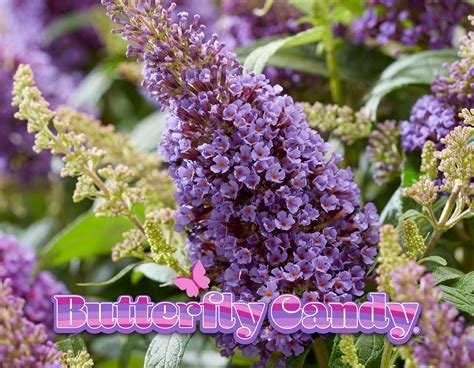 Butterfly Candy ™ Buddleia Products The Plant Factory