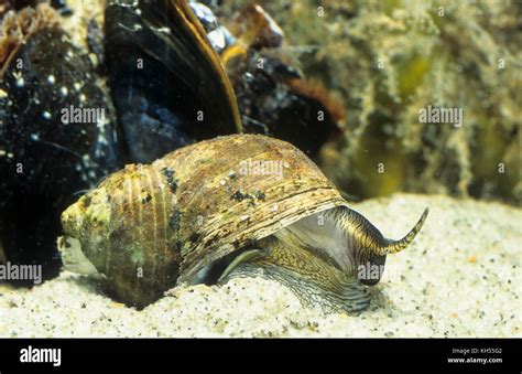 Gemeine Strand Schnecke Strandschnecke Gemeine Uferschnecke Hölker