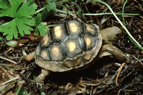 Gopher Tortoise Facts Critterfacts