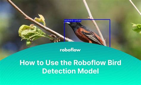 Roboflow On Linkedin Detect The Species Of Over 30 Birds Using The Roboflow Bird Detection Api