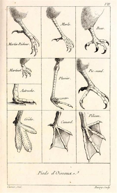 Bird Foot Anatomy