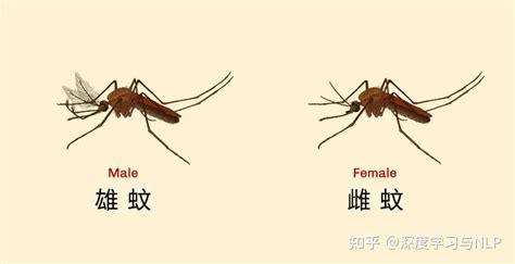 博士用自己的血一天喂3000只蚊子，终一作发nature揭示“蚊子怎么只咬你” 知乎