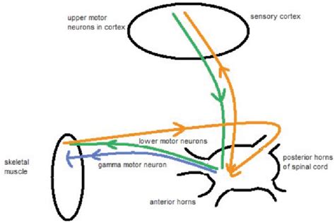 Schematic Of Sensory And Motor Relationships Download Scientific Diagram