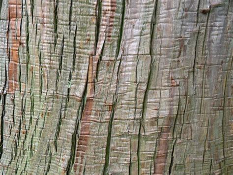 Premium Photo Bark Closeup Wrinkled Skin Of A Tree Southern Tree Bark