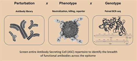 Gallery 3 — Zafrens