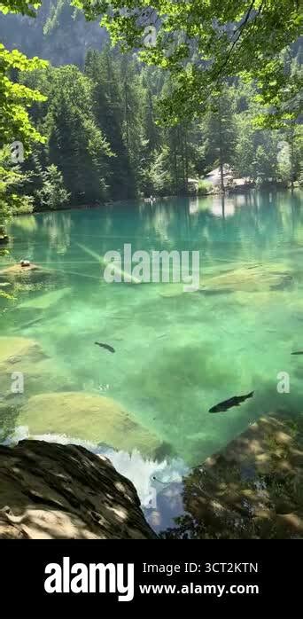 Crystal Clear Blausee Lake In Switzerland Where The Water Is So