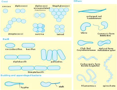 Machine Learning And Deep Learning Based Hybrid Feature Extraction And Classification Model