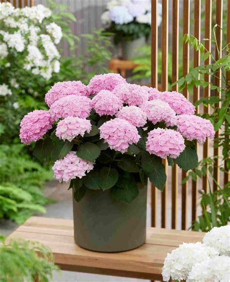 Hydrangea Macrophylla Doppio Rosato Hayloft