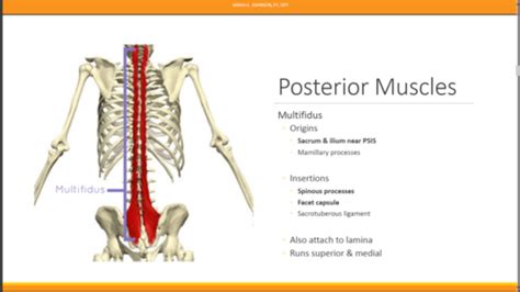 Multifidus Muscle Origin And Insertion