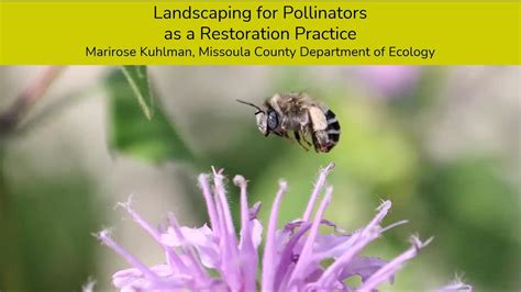 Mnps Clark Fork Home Landscaping As A Restoration Practice With Marirose Kuhlman Youtube Mnps Clark Fork Home Landscaping As A Restoration Practice With Marirose Kuhlman Youtube