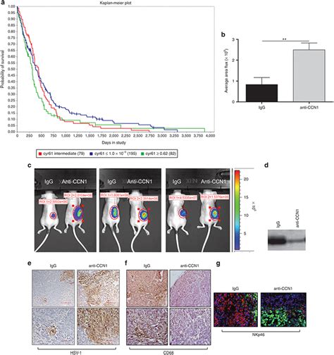 impact of ccn1 on gbm and ov propagation a ccn1 mrna expression data