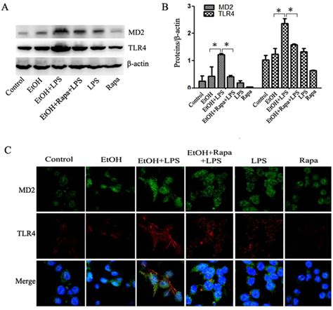 Activation Of Autophagy Attenuates Etoh Lps Induced Hepatic Steatosis