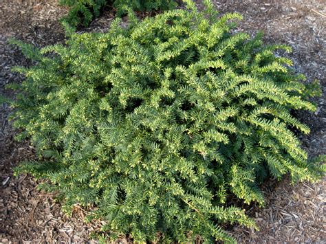Willoway Nurseries Inc The Midwests Premier Wholesale Grower