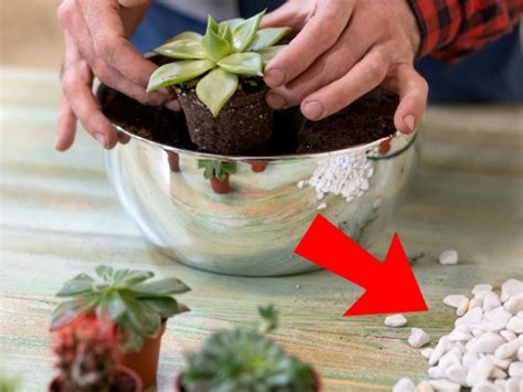 Perlita Para Plantas El Ingrediente Que Revive Y Embellece A Esas