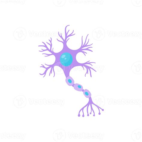 Human Sensory Neuron Model For Biology Studies 14568150 Png