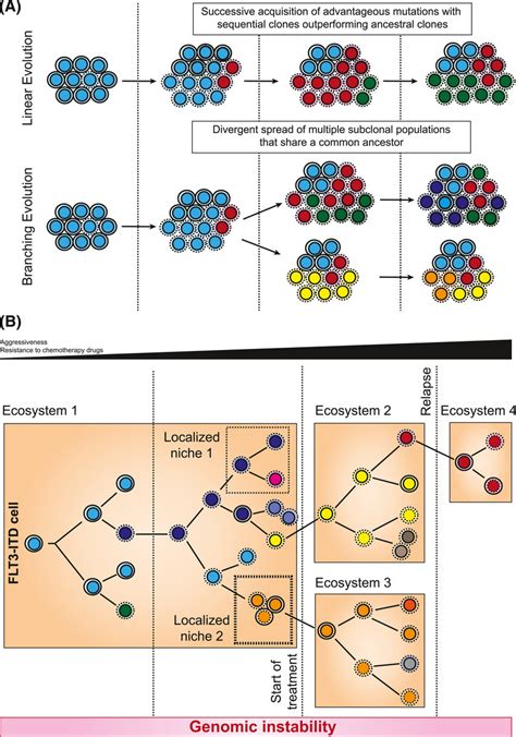 Clonal Evolution Of Flt3 Itd Cells A Representation Of Linear And