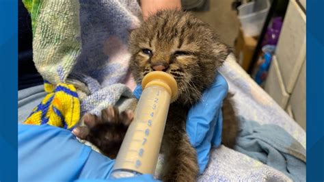 Newborn Bobcat Kitten