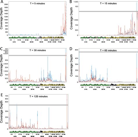 Read Coverage Rna Seq Coverage Of The Kampy Genome At 5 A 15 B