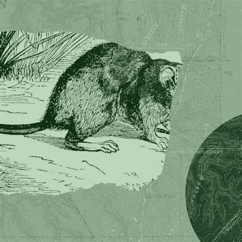 White Footed Mouse Cvnp