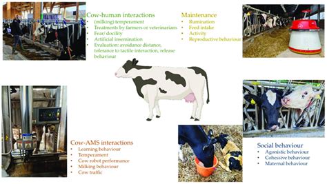 Behavioural Components In Dairy Cattle Dairy Cow Behaviour Is Composed Download Scientific