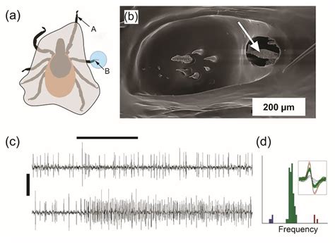 Single Unit Electrophysiological Recordings Set Up For Recording From