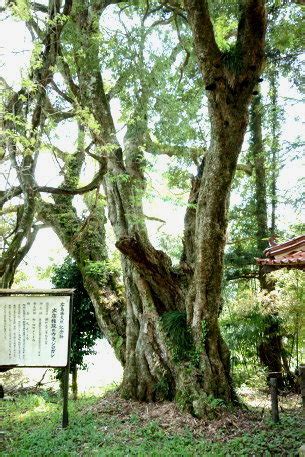 出店権現のウラジロガシ 巨樹樹の国日本