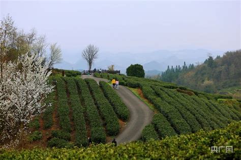 发现春之美贵州贵阳茶山春意浓 飘香吐新绿 栾小琳 见习 满山