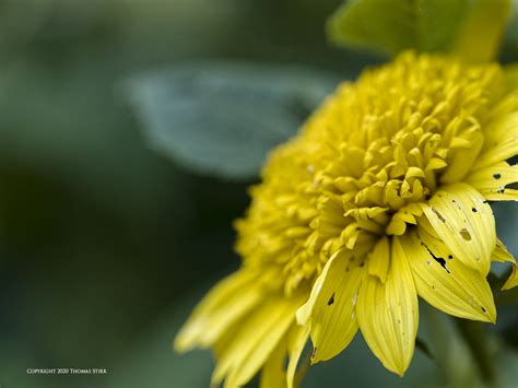 Shallow Depth Of Field Flower