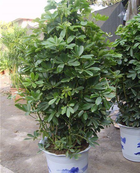 鸭脚木叶子变黑怎么办 花卉诊疗
