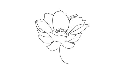 Water Lily One Line Drawing On White Background Minimalist Premium