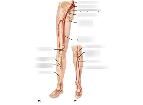 Figure 32 6 Arteries Of The Right Pelvis And Lower Limb Diagram Quizlet