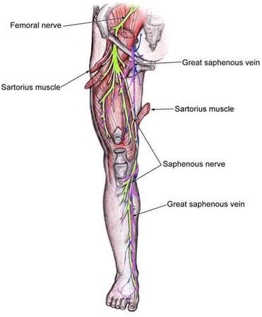 Saphenous Nerve Anatomy