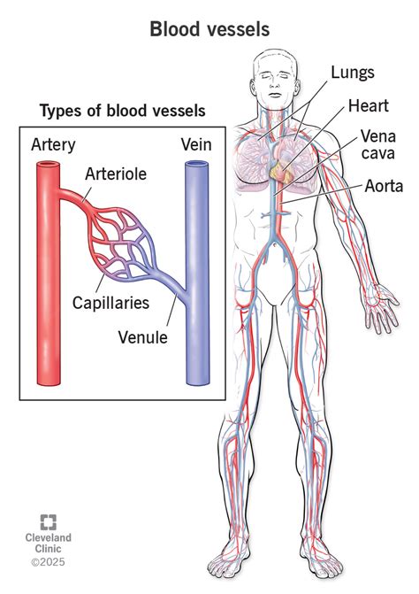 Arteries And Veins Diagram Of The Body [2026]