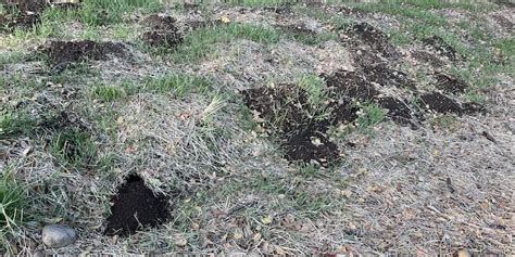 Do Gophers Hibernate In The Winter The Answer Will Surprise You