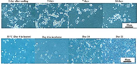 Figure 12 From Microfluidic Assisted Human Cancer Cells Culturing