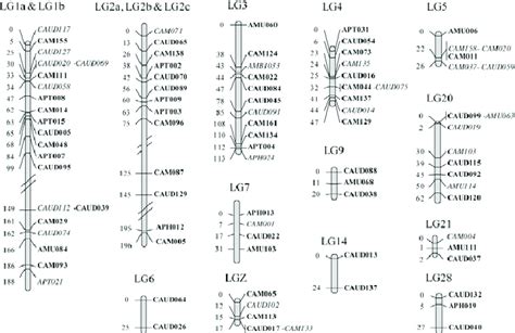 Sex Averaged Genetic Map In CentiMorgans Linkage Groups LG Were Download Scientific Diagram