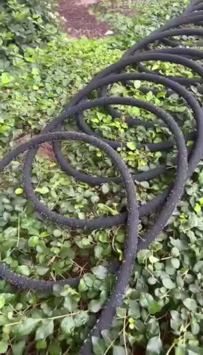 Annie Weihong Zhang On Linkedin Garden