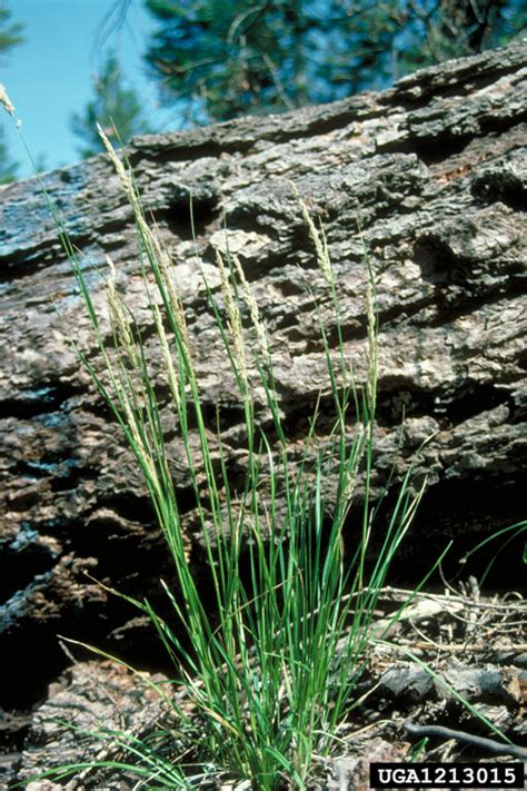 Pinegrass Calamagrostis Rubescens