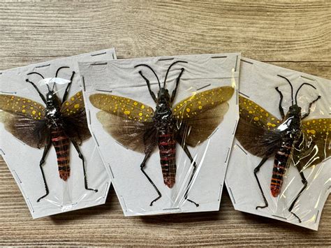 Spotted Grasshopper Aularches Punctatus Spread Little Caterpillar Art