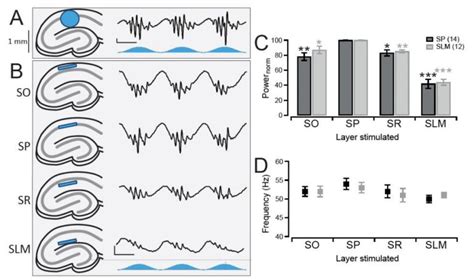 What Is Optogenetics Controlling Neural Activity Using Light